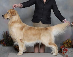 Current stud dogs at Tasmara Golden Retrievers; owned by Cathy Barlow ...